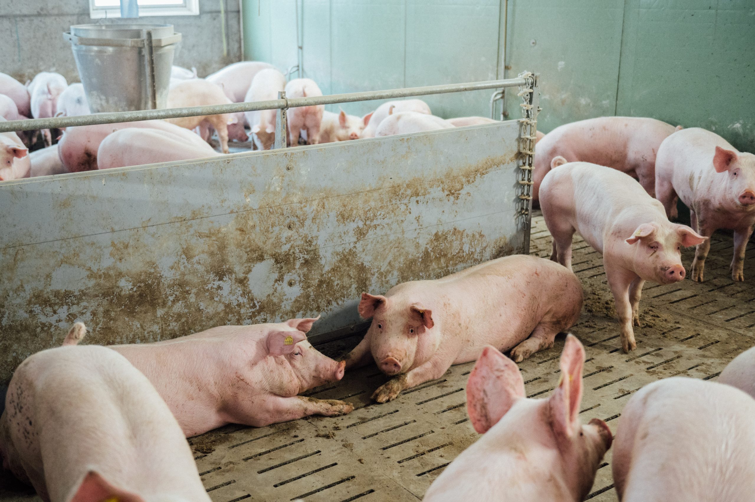 Fotobereich – Schweinehaltung Österreich